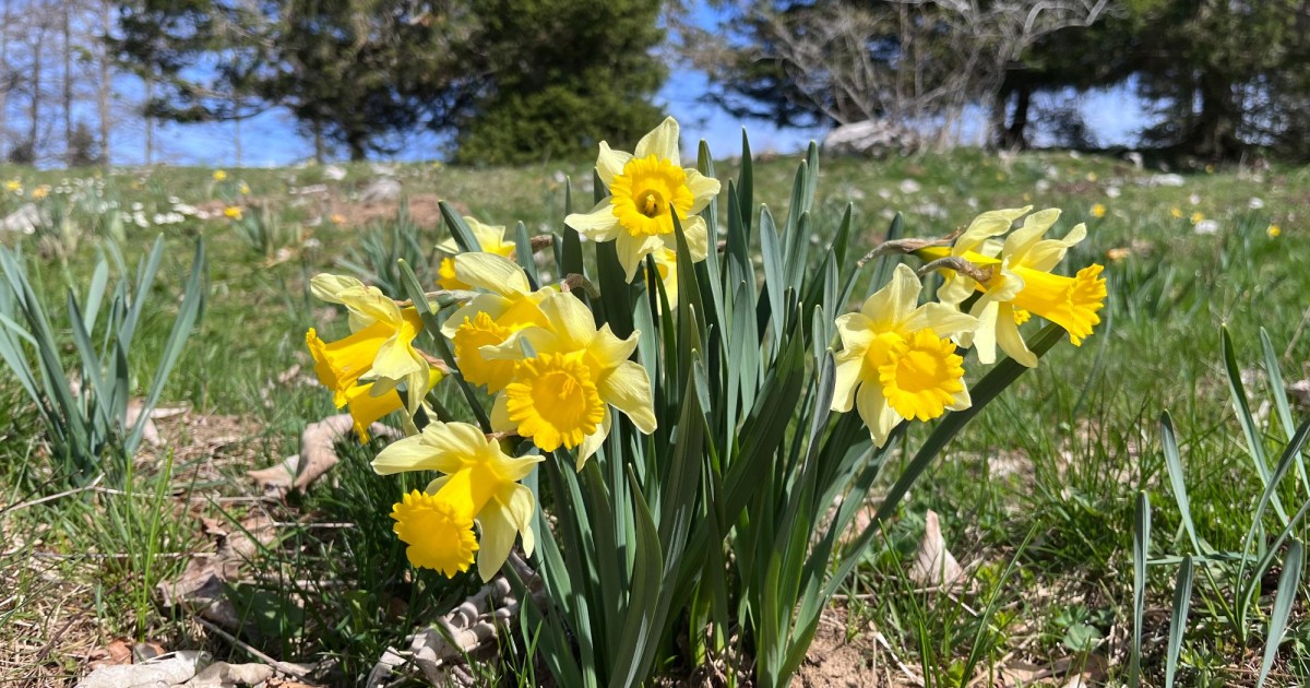 Frühlingswanderung durch die Osterglocken von Les Prés d‘Orvin ...